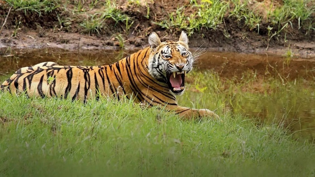 ‘Red alert’ in tiger reserves - The Hitavada
