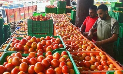 Govt cuts price of subsidised tomatoes to Rs 70 per kg from today - The Hitavada