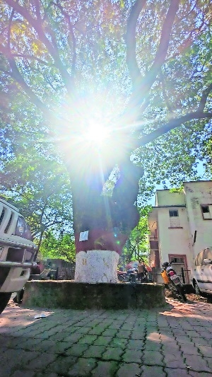 42 trees, including 147-year-old tree to be felled in Collectorate ...