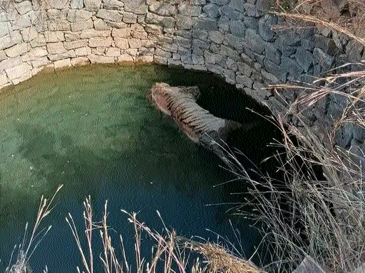 Tiger found dead in well in Seoni - The Hitavada