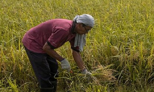 Agri Minister launches SARATHI portal for insurance products - The Hitavada