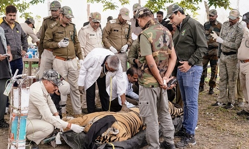 Tiger successfully translocated from Kanha to Mukundpur Zoo - The Hitavada