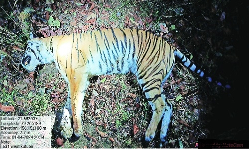 Wild animals’ death toll rising in distt - The Hitavada