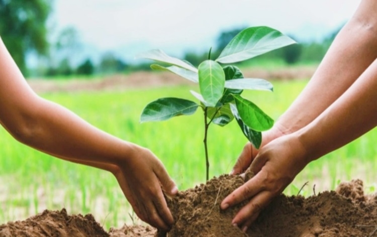 No irregularity, but action against 66 staffers for laxity: Probe ...