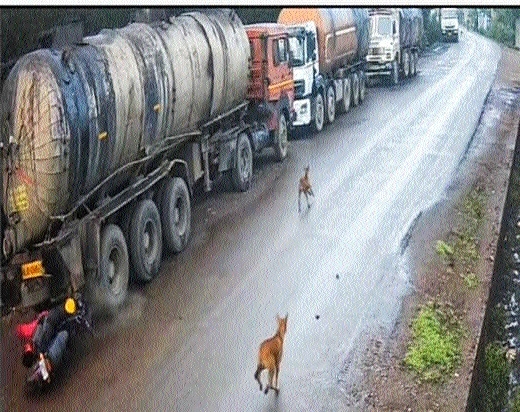 Biker chased by stray dogs hits stationary truck, dies - The Hitavada