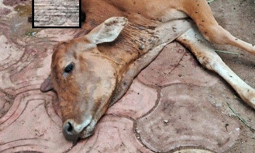Calf succumbs to injuries after being dragged for 2 km by car - The ...