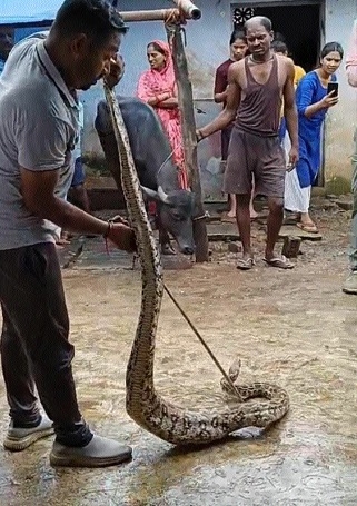 Forest Deptt officials catch 15-ft Python after it swallows livestock ...