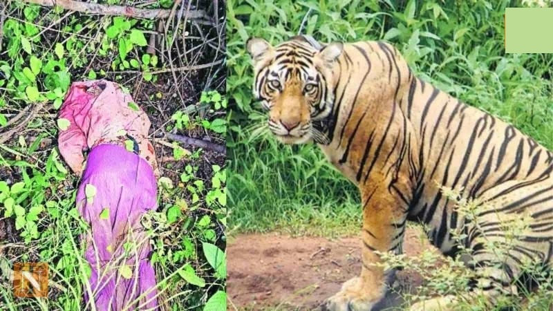 Forest Deptt team tranquilises male tiger in Ramtek - The Hitavada