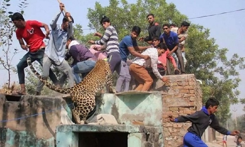 Man-animal conflict incidents claim 501 human lives in 6 yrs in State ...