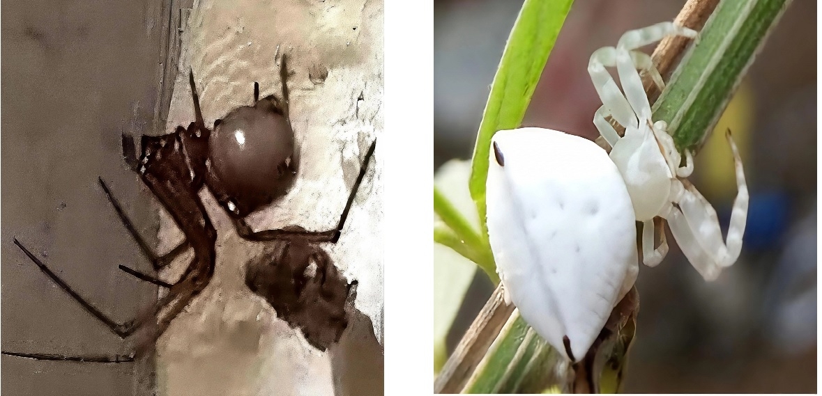 Sensitive spiders leaving Nagpur due to stressful environment - The ...